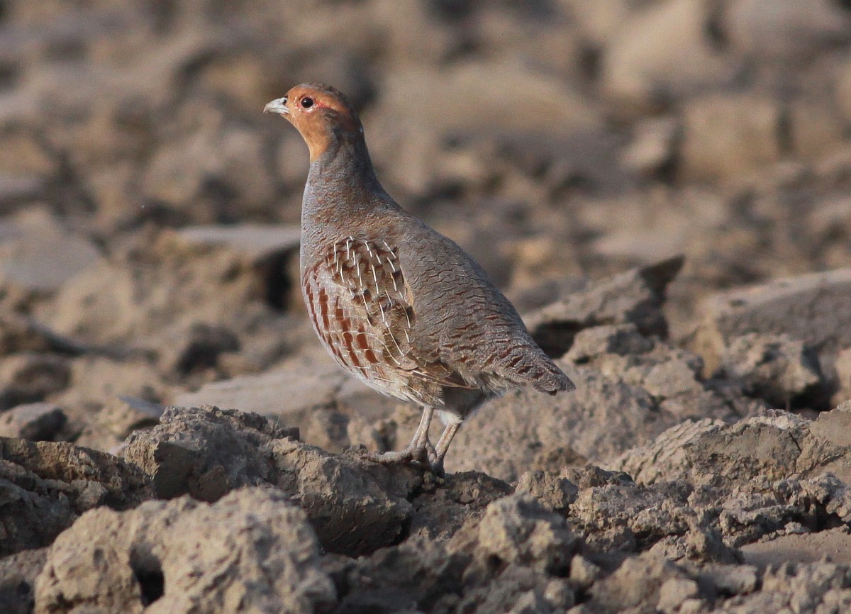 Perdix perdix, Grey Partridge